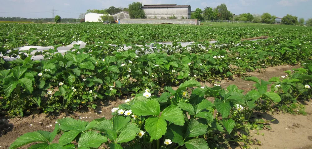 Roztocz truskawkowiec: jak go uniknąć? - agrofakt.pl