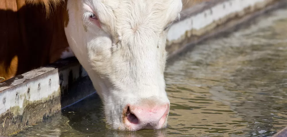 Ile wody pije krowa i w czym im ją podać?