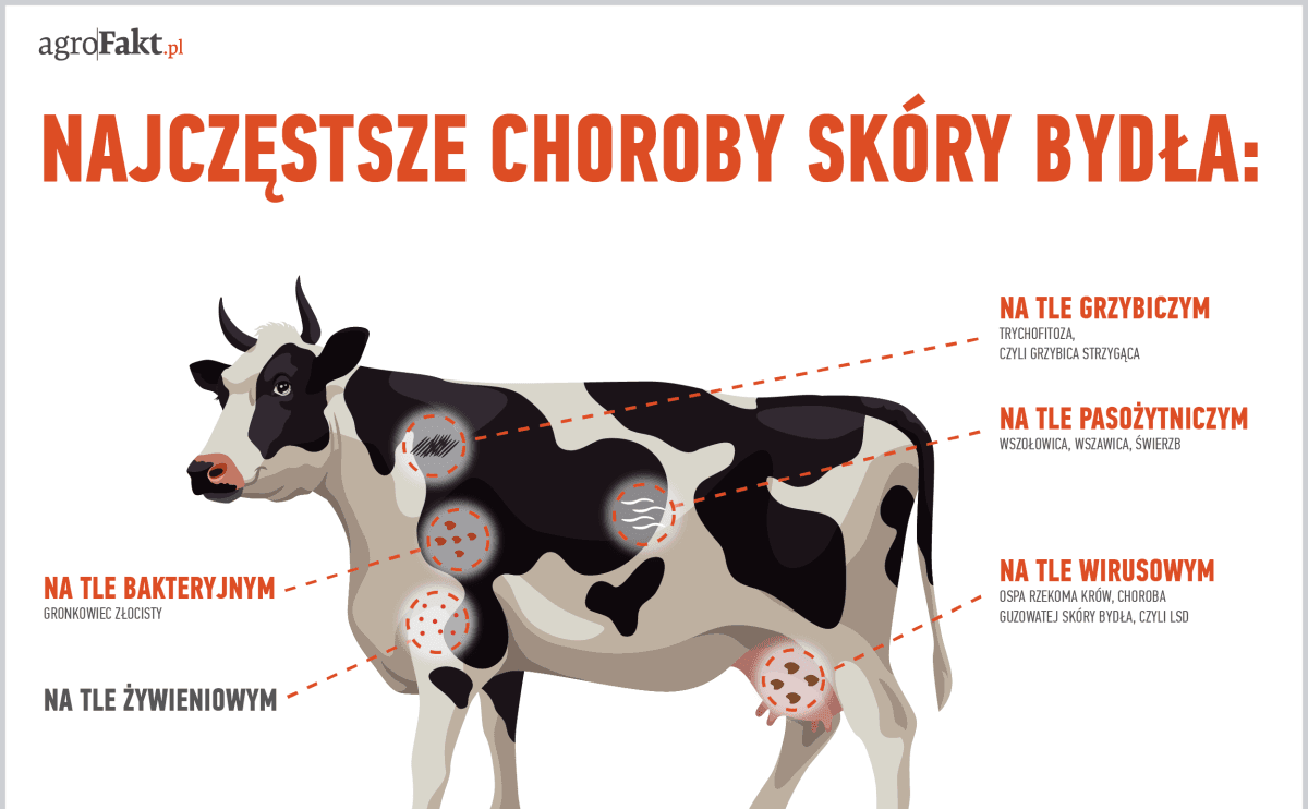 Najczęstsze choroby skóry bydła: czy można im zapobiec?