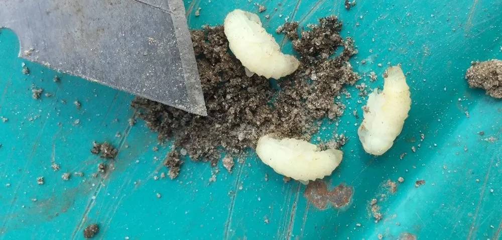 Najlepsza strategia na zwalczanie opuchlaków - agrofakt.pl