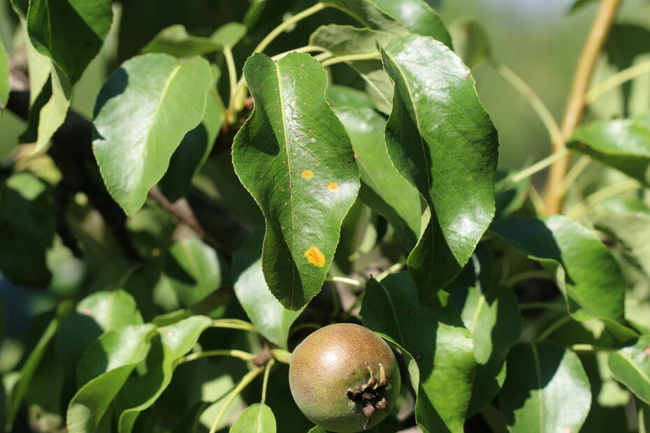 Rdza na gruszy - objawy choroby i sposoby zwalczania