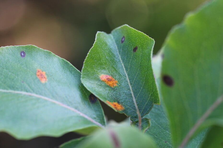 Rdza na gruszy - objawy choroby i sposoby zwalczania