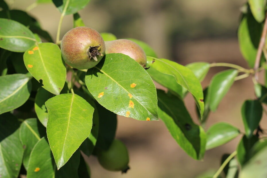Rdza na gruszy - objawy choroby i sposoby zwalczania