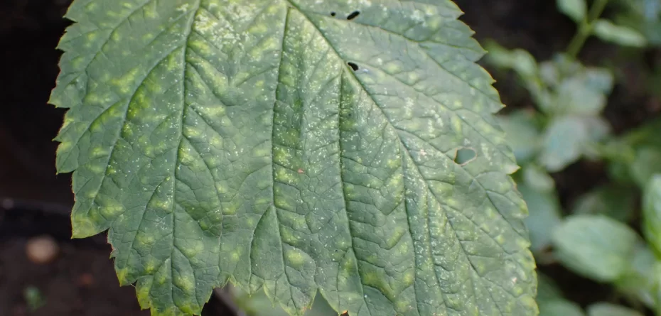 Rdza maliny — szkodliwość i zwalczanie