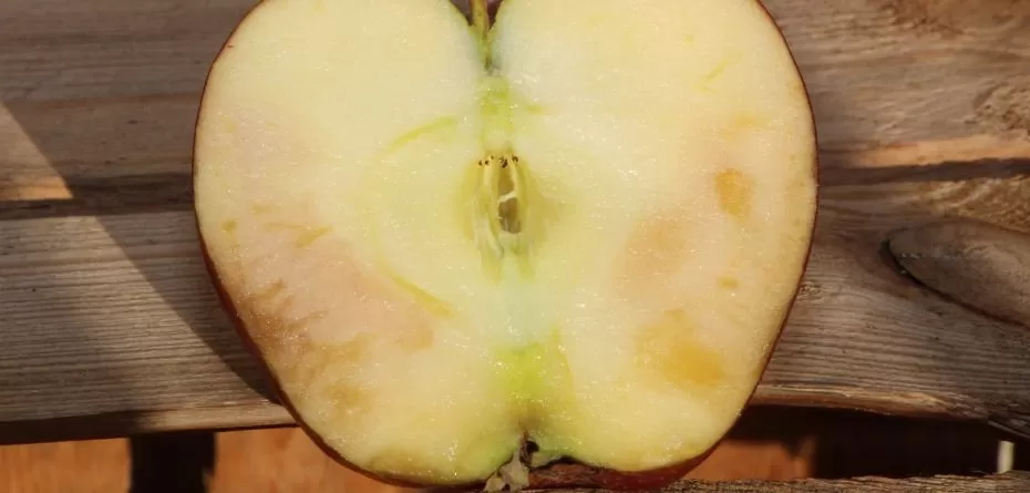 Rozpad mączysty jabłek — choroba przechowywanych owoców