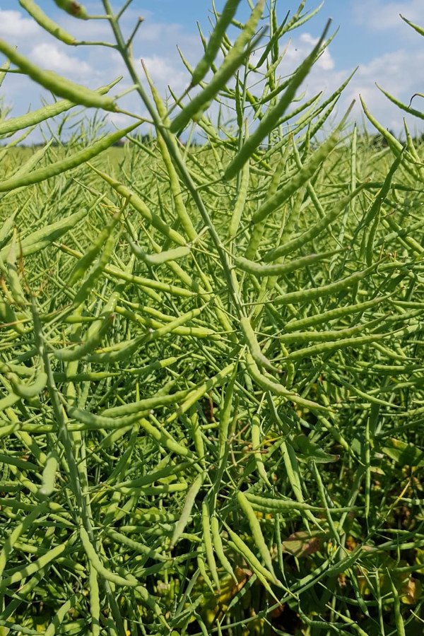 Nasiona rzepaku ozimego na słabe stanowiska