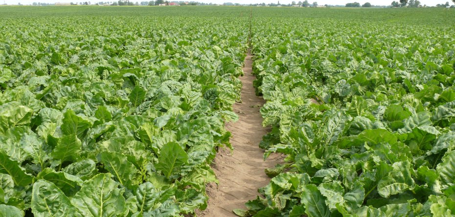 Cena cukru sprawia, że uprawa buraków cukrowych znowu się opłaca