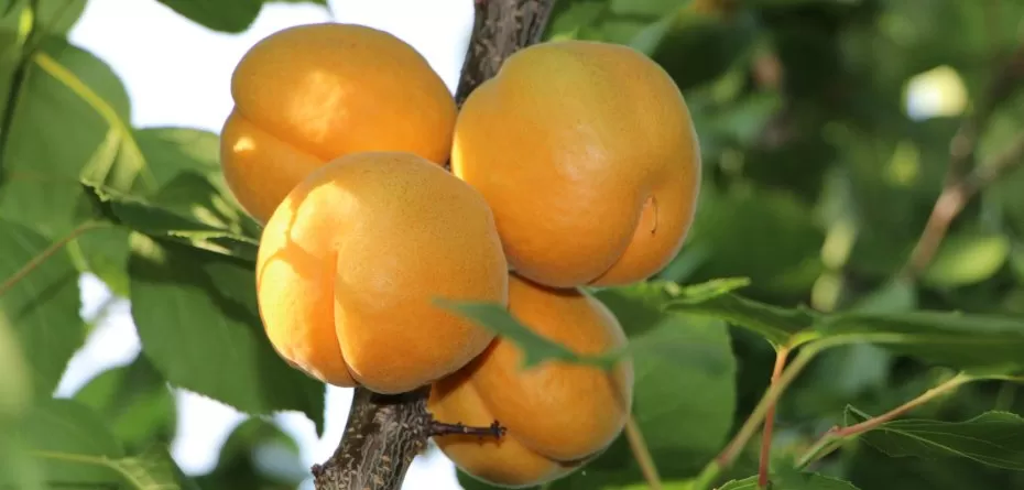 Odradza się produkcja moreli w Europie