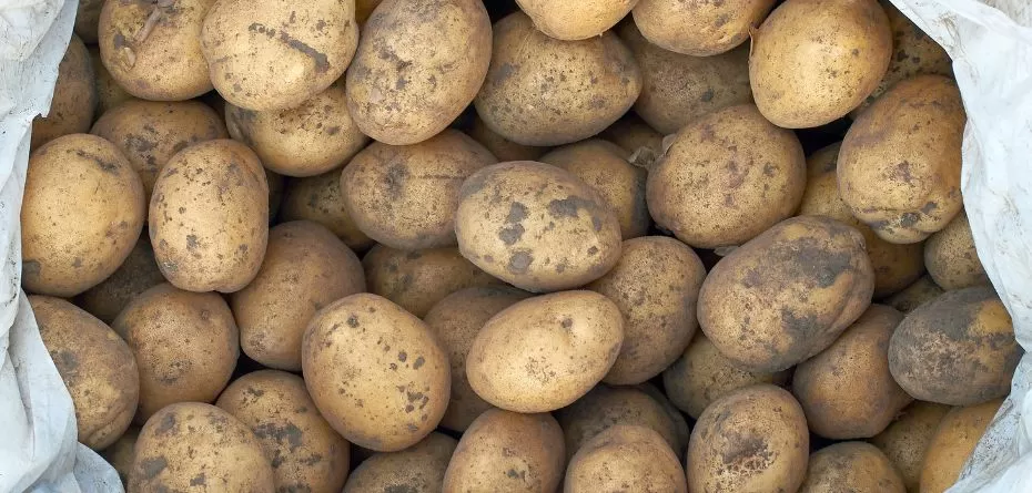 Jaka cena ziemniaków przed świętami 2023?