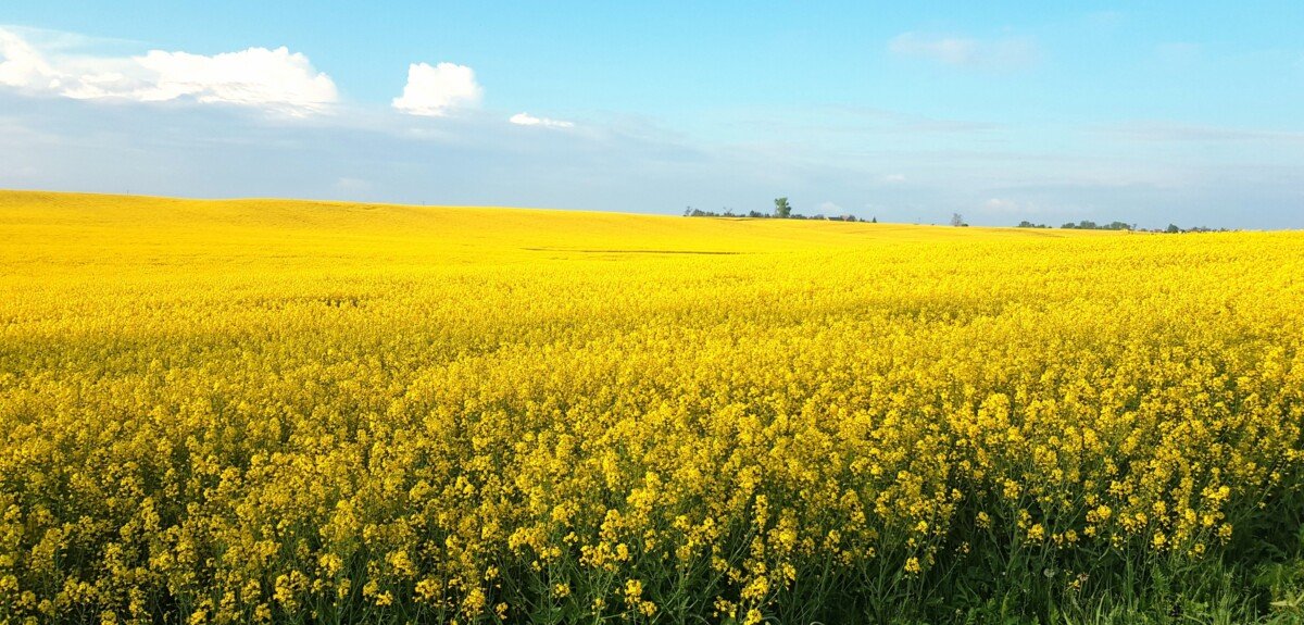 Nasiona rzepaku — wybór odmiany kluczem do sukcesu uprawy